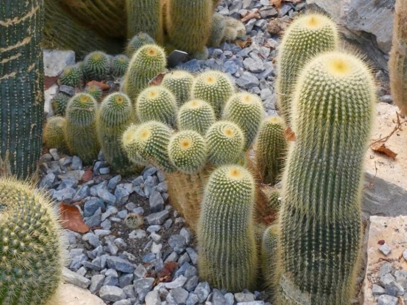 Rotterdam: Trompenburg Botanical Gardens Entry Ticket - The Sum Up