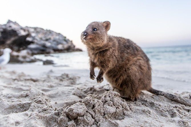 Rottnest Island All-Inclusive Grand Island Tour from Fremantle - FAQs