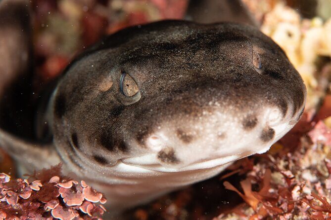 Rottnest Island Boat Dive Day Trip including Lunch - The Sum Up
