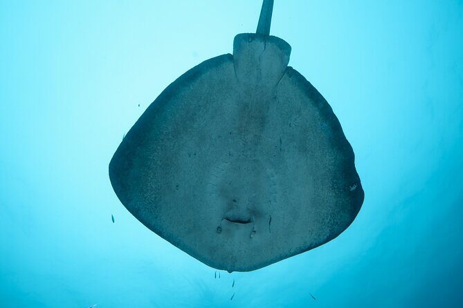 Rottnest Island Boat Dive Day Trip including Lunch - FAQ