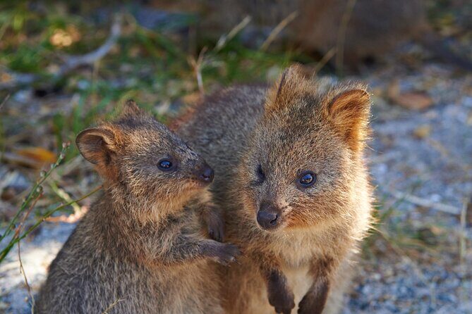 Rottnest Island Fast Ferry from Hillarys Boat Harbour Including Bike Hire - FAQ