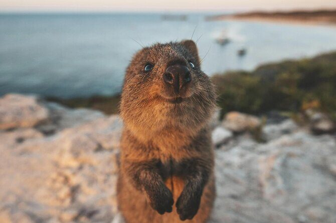 Rottnest Island Round-Trip Ferry from Perth - The Return Journey: Wrapping Up Your Day