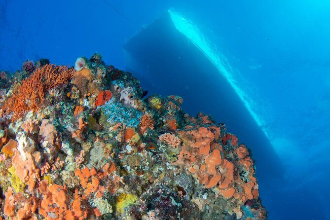 Rottnest Island scuba dive tour - A Close-Up Look at the Experience