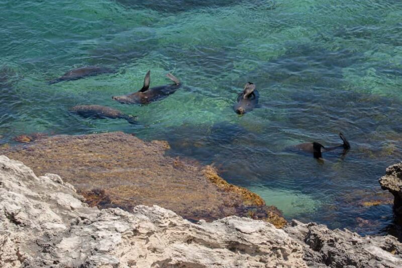 Rottnest Island Seals, Sunset & West End Bus Tour - An In-Depth Look at the Rottnest Island Seals, Sunset & West End Bus Tour