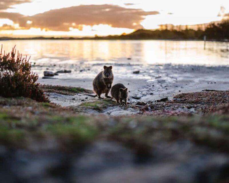 Rottnest Island Seals, Sunset & West End Bus Tour - Who Should Consider This Tour?