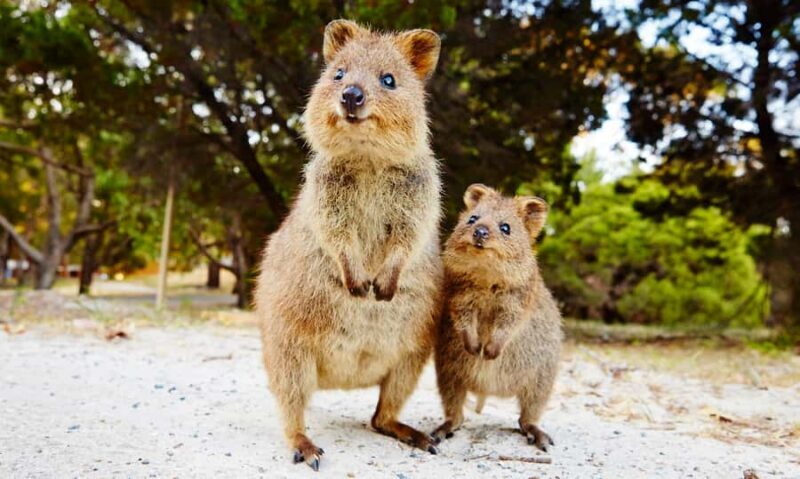 Rottnest Island Segway 1-Hour Settlement Tour - A Detailed Look at the Rottnest Island Segway Tour