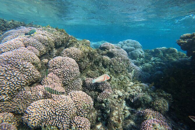 Rottnest Island 'Snorkel and Sail' - Food, Comfort, and Practicalities