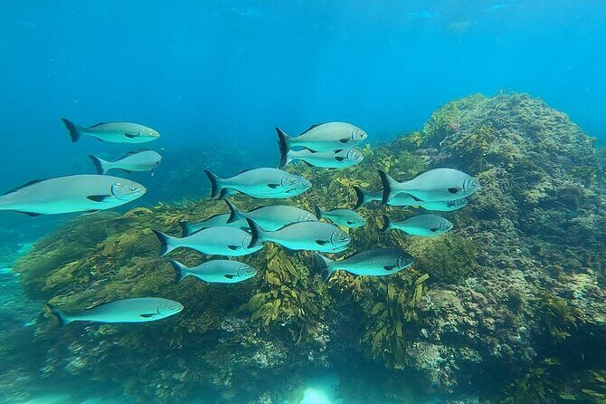 Rottnest Island 'Snorkel and Sail' - Why This Tour Offers Great Value