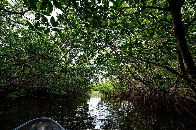 Round Island 2-Hour Glass Bottom Guided Kayak Eco Tour - Frequently Asked Questions