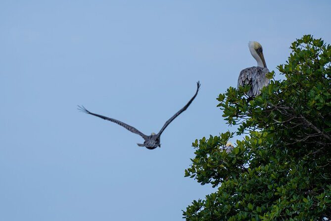 Round Island 2-Hour Glass Bottom Guided Kayak Eco Tour - Final Thoughts