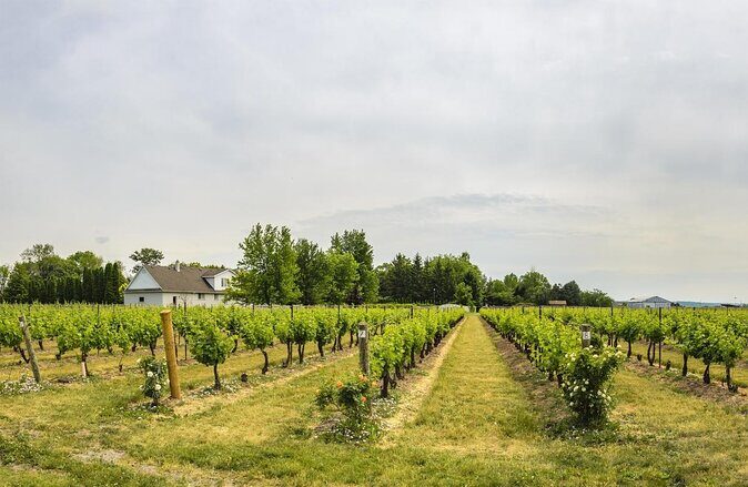 Roundtrip Airport Transportation with wine tour package - Introduction: An All-Inclusive Niagara Experience You Can Trust