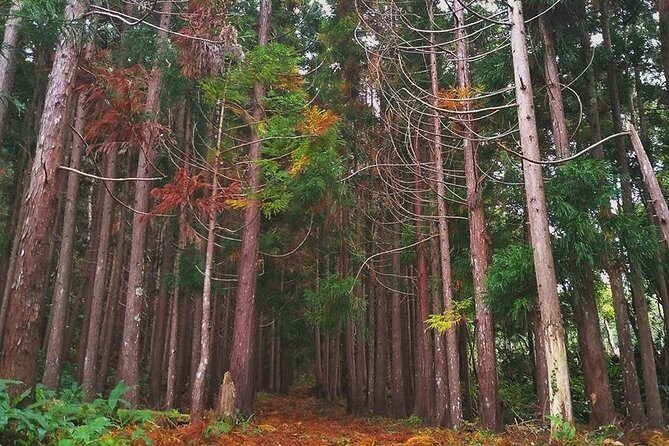 Route DA Pico Island - Who Is This Tour Best For?