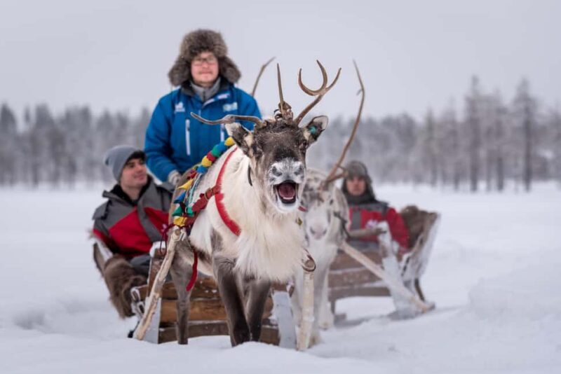 Rovaniemi: 2km Reindeer Sled Ride Through the Forest - How the Tour Is Structured