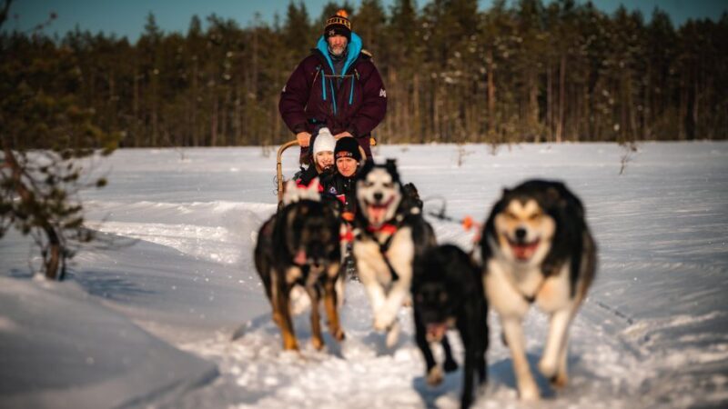Rovaniemi: 4-5 km Self-Drive Husky Sled Through the Forest - Key Points