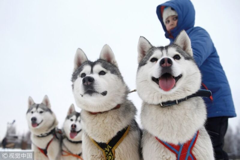 Rovaniemi: 7km Self-Drive Husky Sleigh Ride Adventure - The Itinerary and Experience in Depth