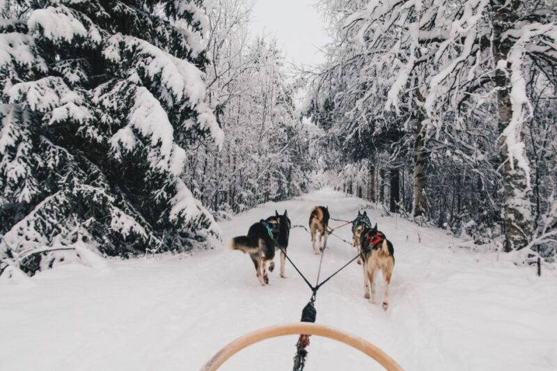 Rovaniemi: Apukka Husky Adventure 7km, self-driven - What is the Rovaniemi Apukka Husky Self-Drive Tour?