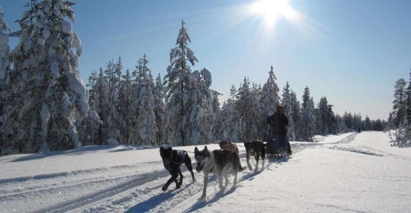 Rovaniemi: Apukka Husky Adventure 7km, self-driven - Delivery, Logistics, and Practical Considerations