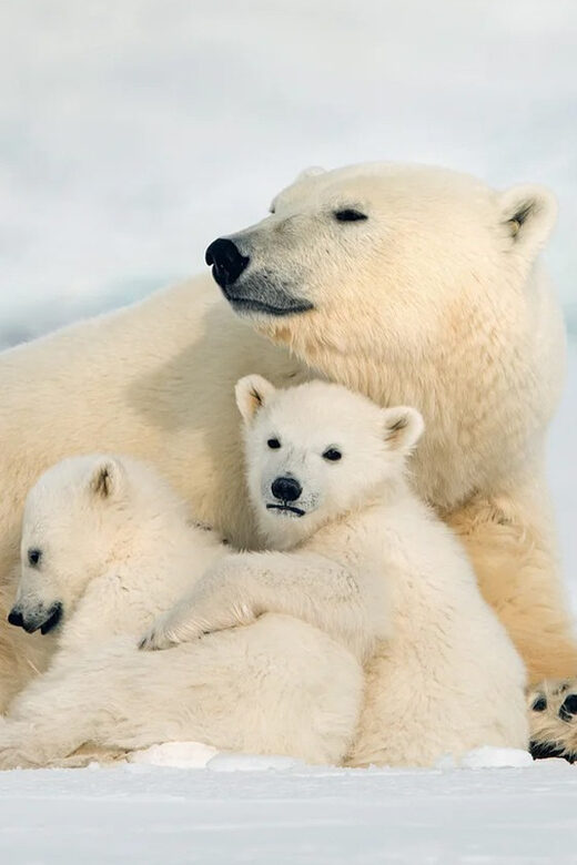 Rovaniemi: Arctic Animals Sleigh Rides and Wildlife Zoo - Practical Details and Tips