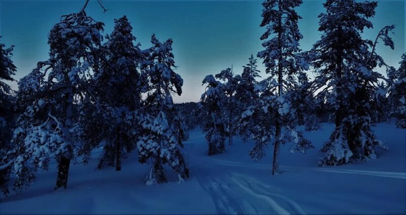 Rovaniemi: Aurora Hunting Tour in the Forest with Hot Drinks - Key Points