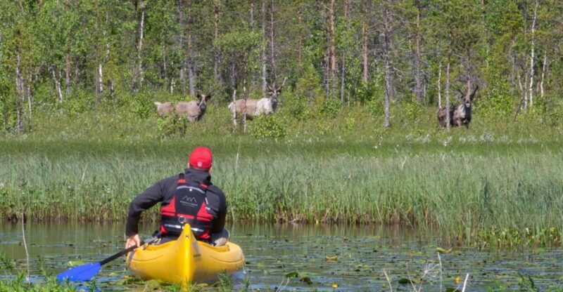 Rovaniemi: Authentic Reindeer Farm & Canoeing - FAQ