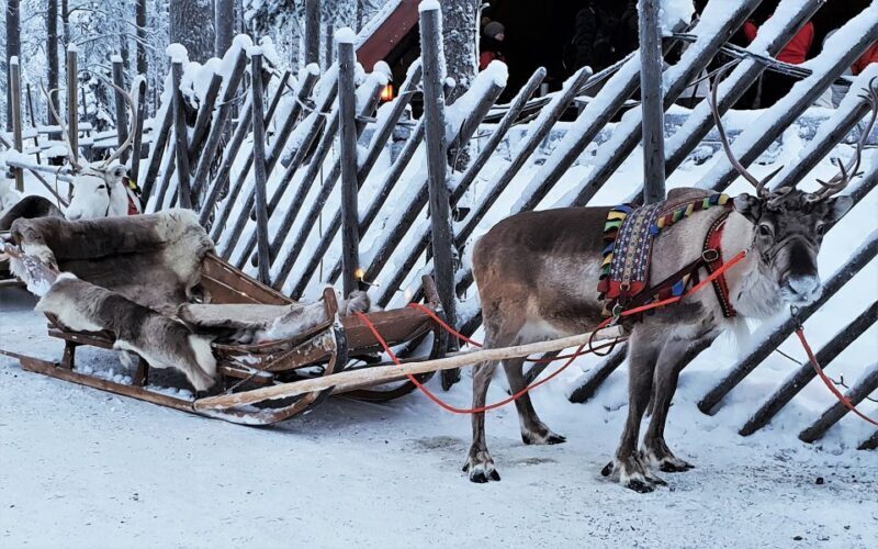 Rovaniemi: Authentic Reindeer Farm Visit & Short Sleigh Ride - Key Points