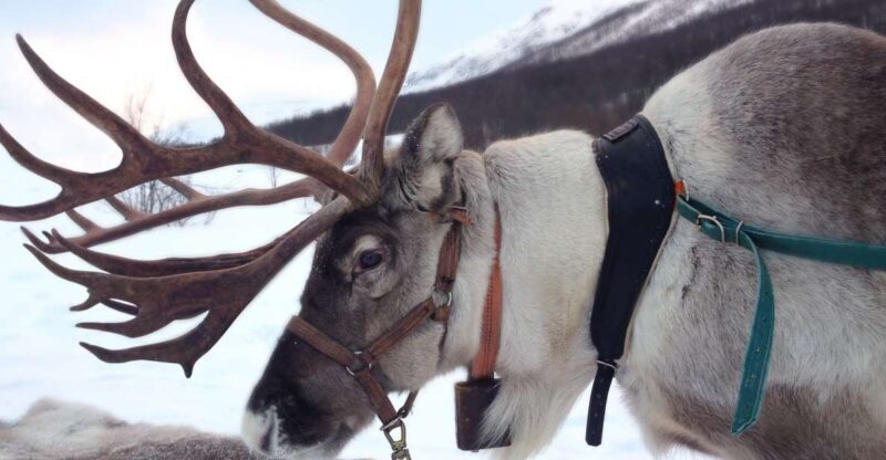Rovaniemi: Authentic Reindeer Farm Visit & Short Sleigh Ride - Detailed Review of the Reindeer Farm Tour