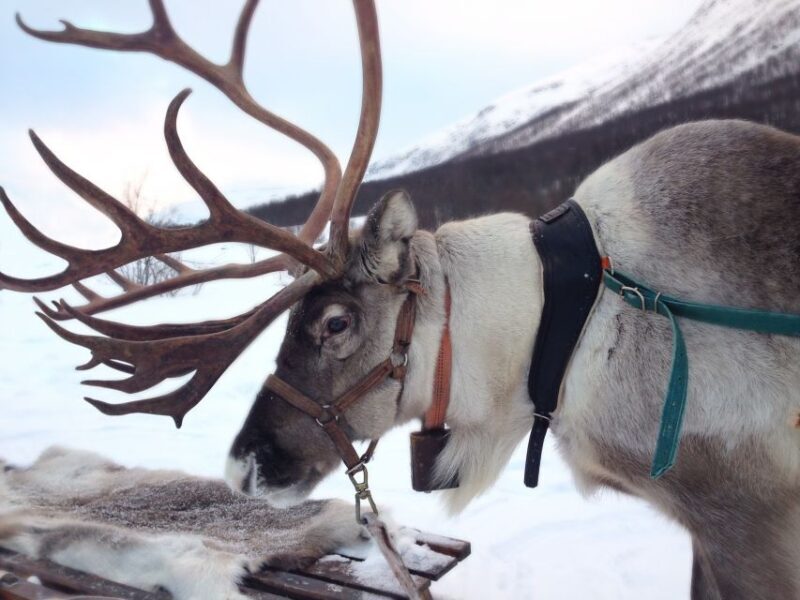 Rovaniemi: Authentic Reindeer Farm Visit & Short Sleigh Ride - FAQ