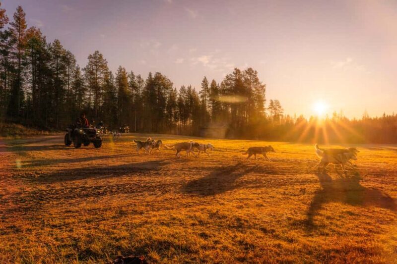 Rovaniemi: Autumn Husky Cart Ride with Hot Drink & Pickup - Key Points