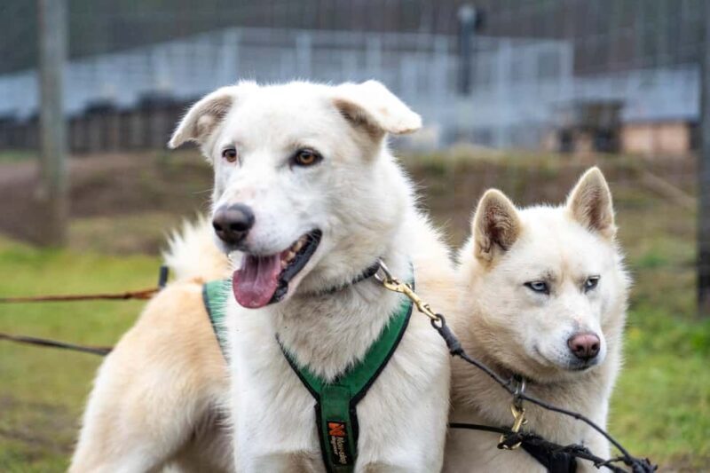 Rovaniemi: Autumn Husky Cart Ride with Hot Drink & Pickup - What the Tour Includes and Not