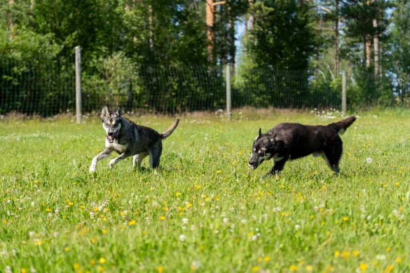 Rovaniemi: Autumn Husky Cart Ride with Hot Drink & Pickup - FAQ