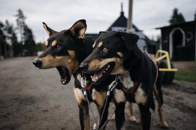 Rovaniemi: Born to Run 4km Self driven Husky Cart tour in Autumn - Key Points  