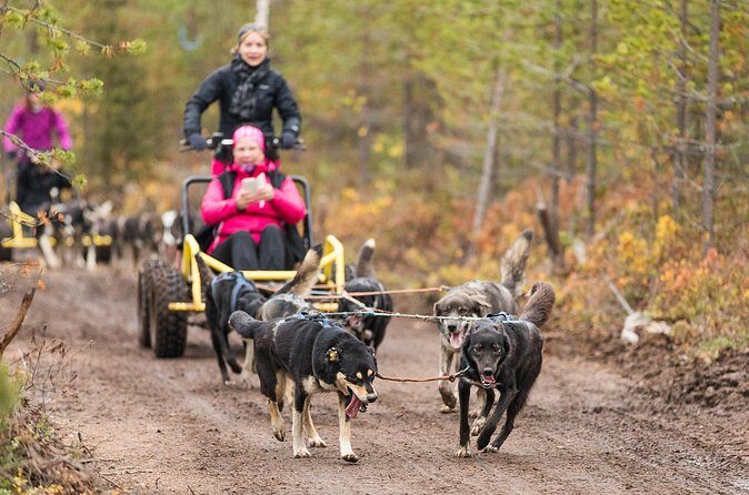 Rovaniemi: Born to Run 4km Self driven Husky Cart tour in Autumn - Authentic, Scenic, and Interactive: Who Is This Tour Best For?  
