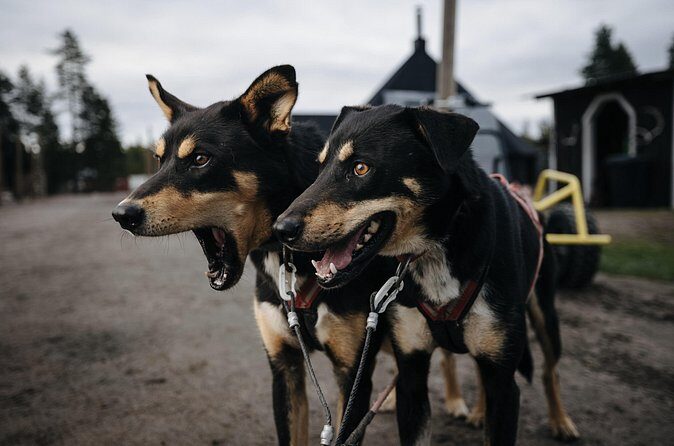 Rovaniemi: Born to Run 4km Self driven Husky Cart tour in Autumn - The Sum Up  