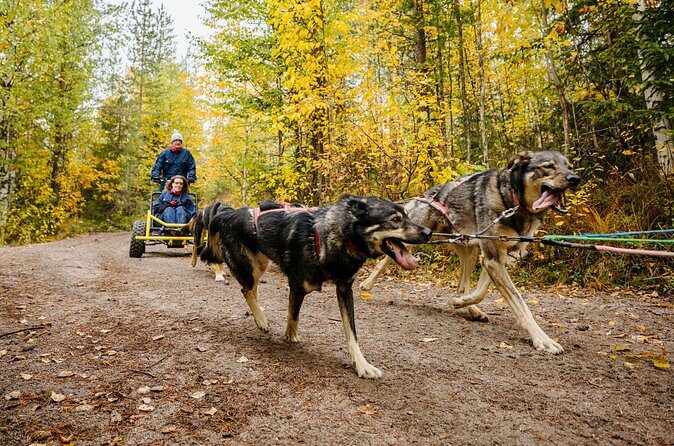 Rovaniemi: Born to Run 4km Self driven Husky Cart tour in Autumn - Frequently Asked Questions  