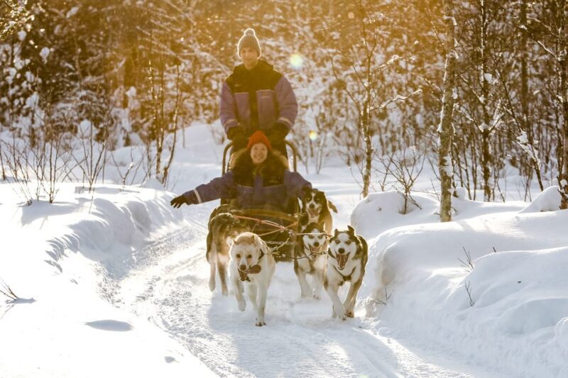 Rovaniemi: Daytime Husky Safari - What the Tour Entails