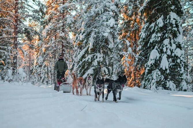 Rovaniemi: Drive Your Own Husky Team (610 km) & BBQ - What Makes This Tour Stand Out?