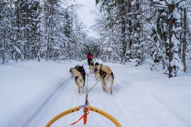 Rovaniemi: Drive Your Own Husky Team (610 km) & BBQ - Frequently Asked Questions