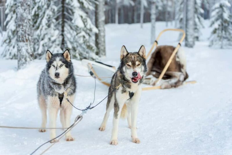 Rovaniemi: Drive Your Own Husky Team (610 km) & BBQ - The Sum Up