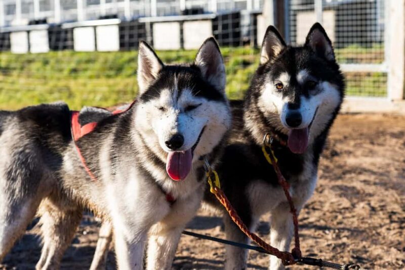 Rovaniemi: Drive Your Own Husky Team (Autumn) & BBQ - Key Points