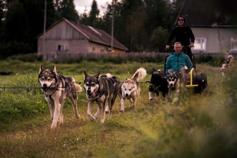 Rovaniemi: Drive Your Own Husky Team (Autumn) & BBQ - The Experience in Detail