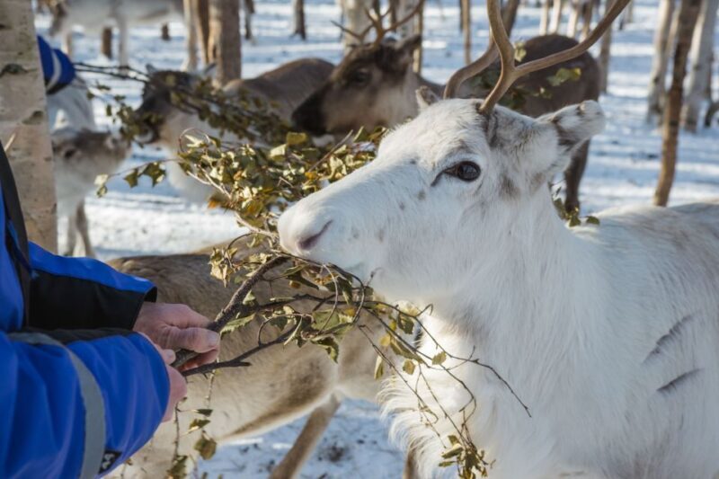 Rovaniemi: Evening Reindeer Safari - Key Points
