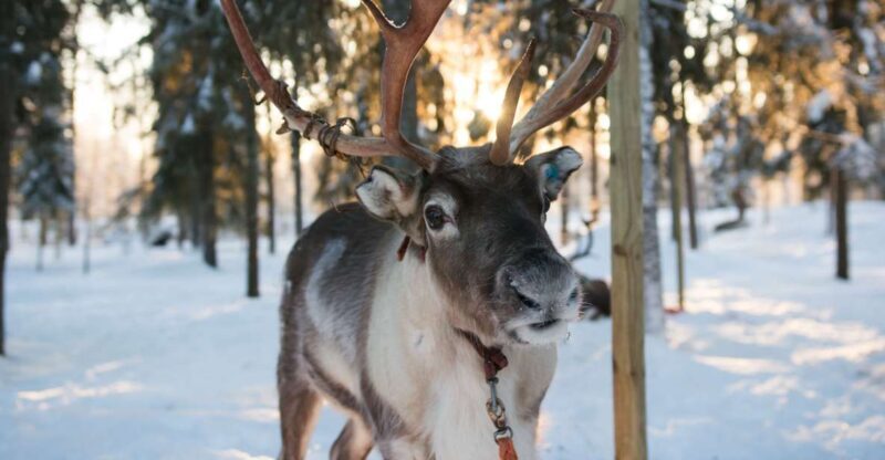 Rovaniemi: Evening Reindeer Safari - The Itinerary: What to Expect During the Safari