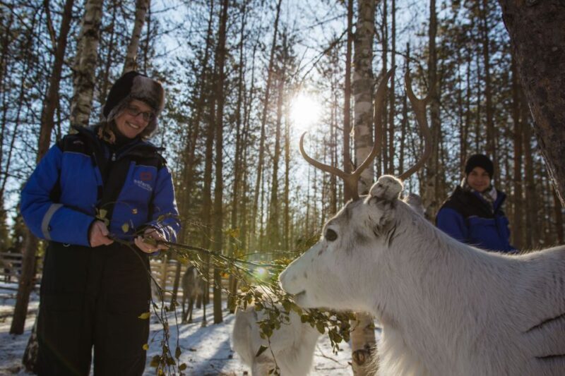 Rovaniemi: Evening Reindeer Safari - Real Experiences: Authentic Insights from Travelers