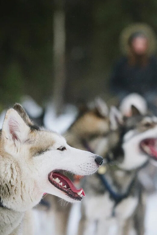 Rovaniemi: Family Friendly Husky Ride and Farm Visit - Rovaniemi: Family Friendly Husky Ride and Farm Visit