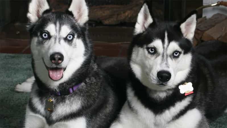 Rovaniemi: Family Friendly Husky Ride and Farm Visit - The Pros and Cons: A Balanced Look