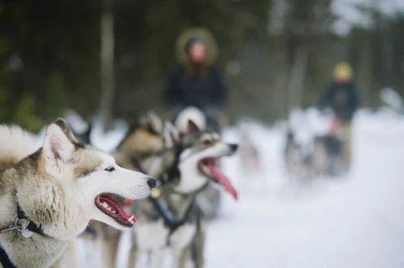 Rovaniemi: Family Friendly Husky Ride and Farm Visit - Frequently Asked Questions