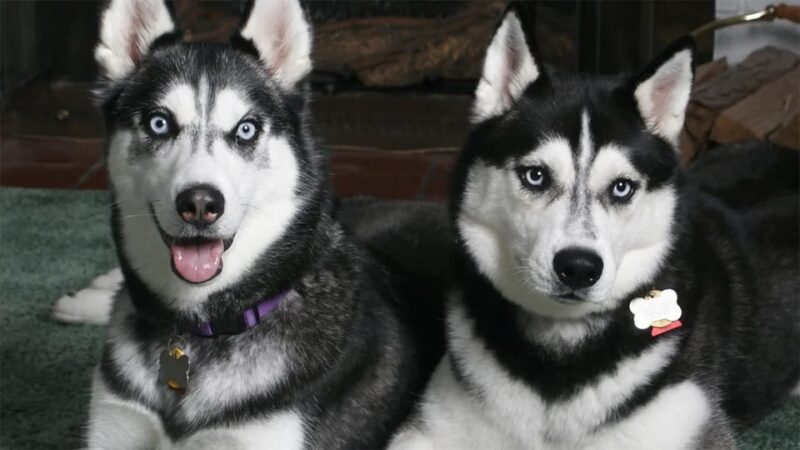 Rovaniemi: Family Friendly Husky Ride and Farm Visit - Final Thoughts