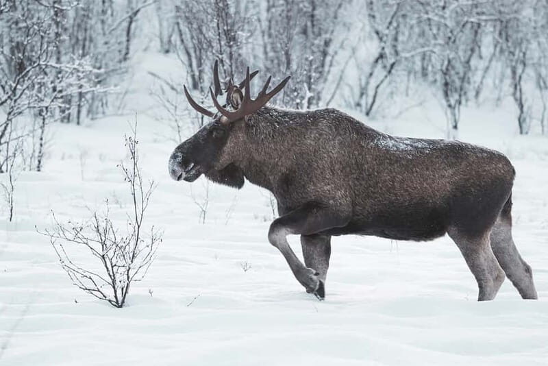 Rovaniemi: Full-Day Highlights Tour with Buffet Lunch - Who Is This Tour Best Suited For?