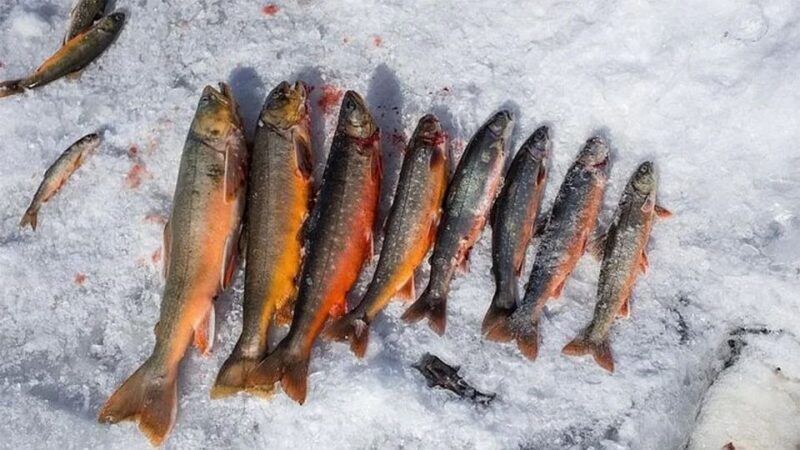 Rovaniemi: Half-Day Snowmobile & Ice Fishing Experience - Key Points