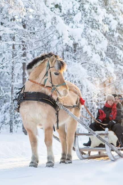 Rovaniemi: Horse Sleigh Ride under the Night Sky - A Closer Look at the Experience